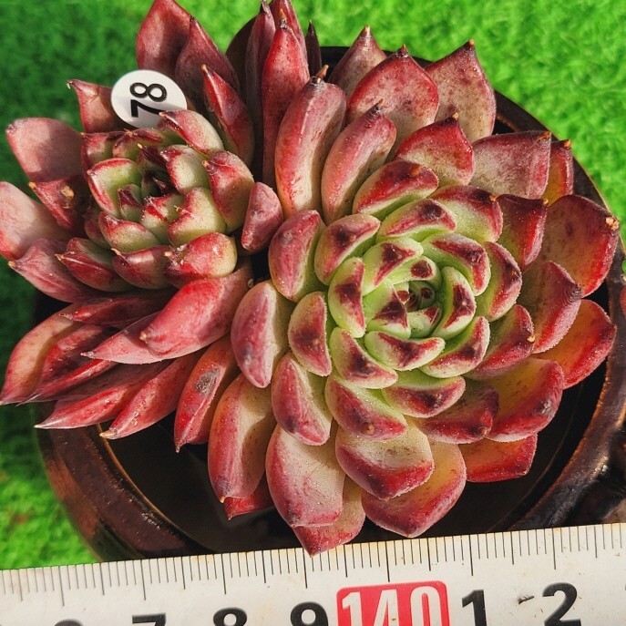 Yahoo!オークション - 3月7日発送-W078 沙羅姫 エケベリア 多肉植物 韓...