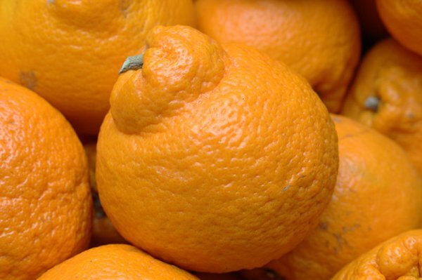 Yahoo!オークション - 【限定1箱】広島県産 はるみ 3～4Lサイズ 家庭用...