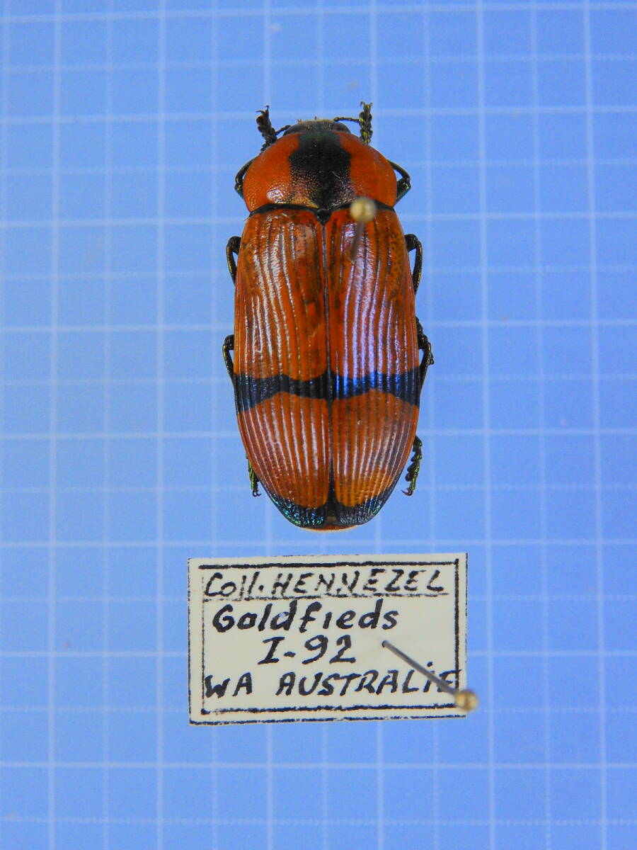 Yahoo!オークション - オーストラリア産 Temognatha pictipes 29mm