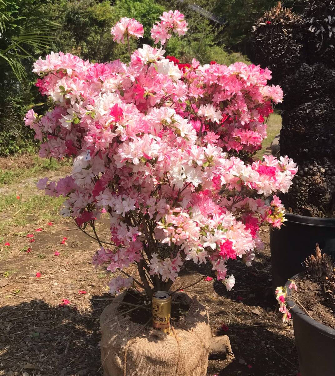 Yahoo!オークション - 美人 躑躅 常夏 限定 0427の4