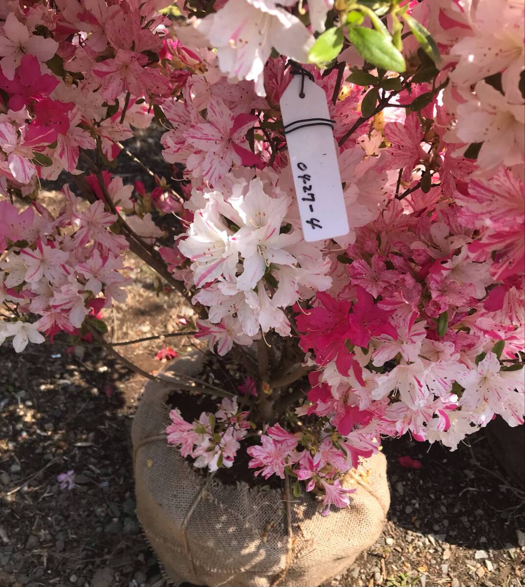 Yahoo!オークション - 美人 躑躅 常夏 限定 0427の4