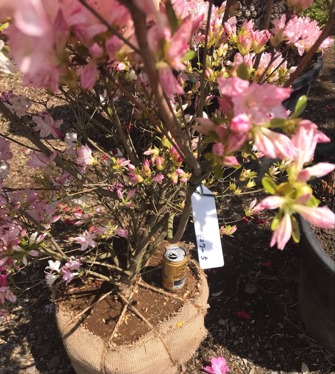 Yahoo!オークション - 美人 躑躅 常夏 限定 0427の5