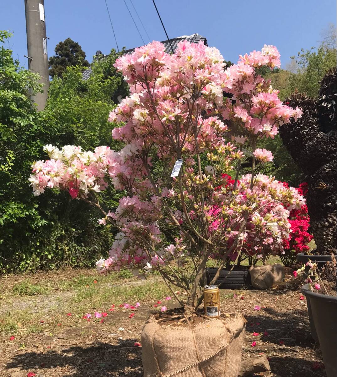 Yahoo!オークション - 美人 躑躅 常夏 限定 0427の5