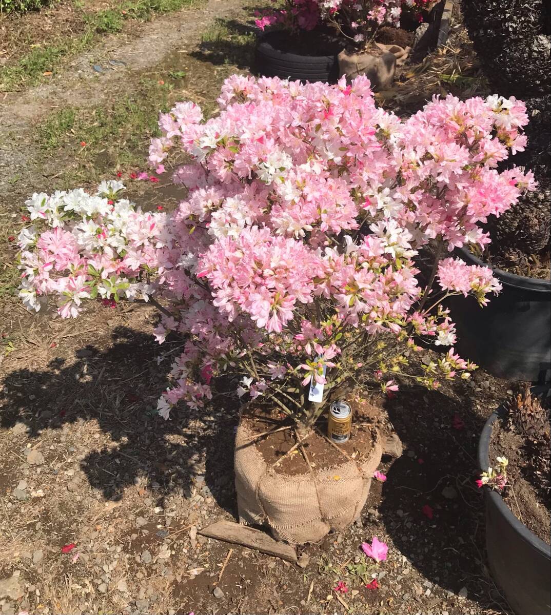 Yahoo!オークション - 美人 躑躅 常夏 限定 0427の5