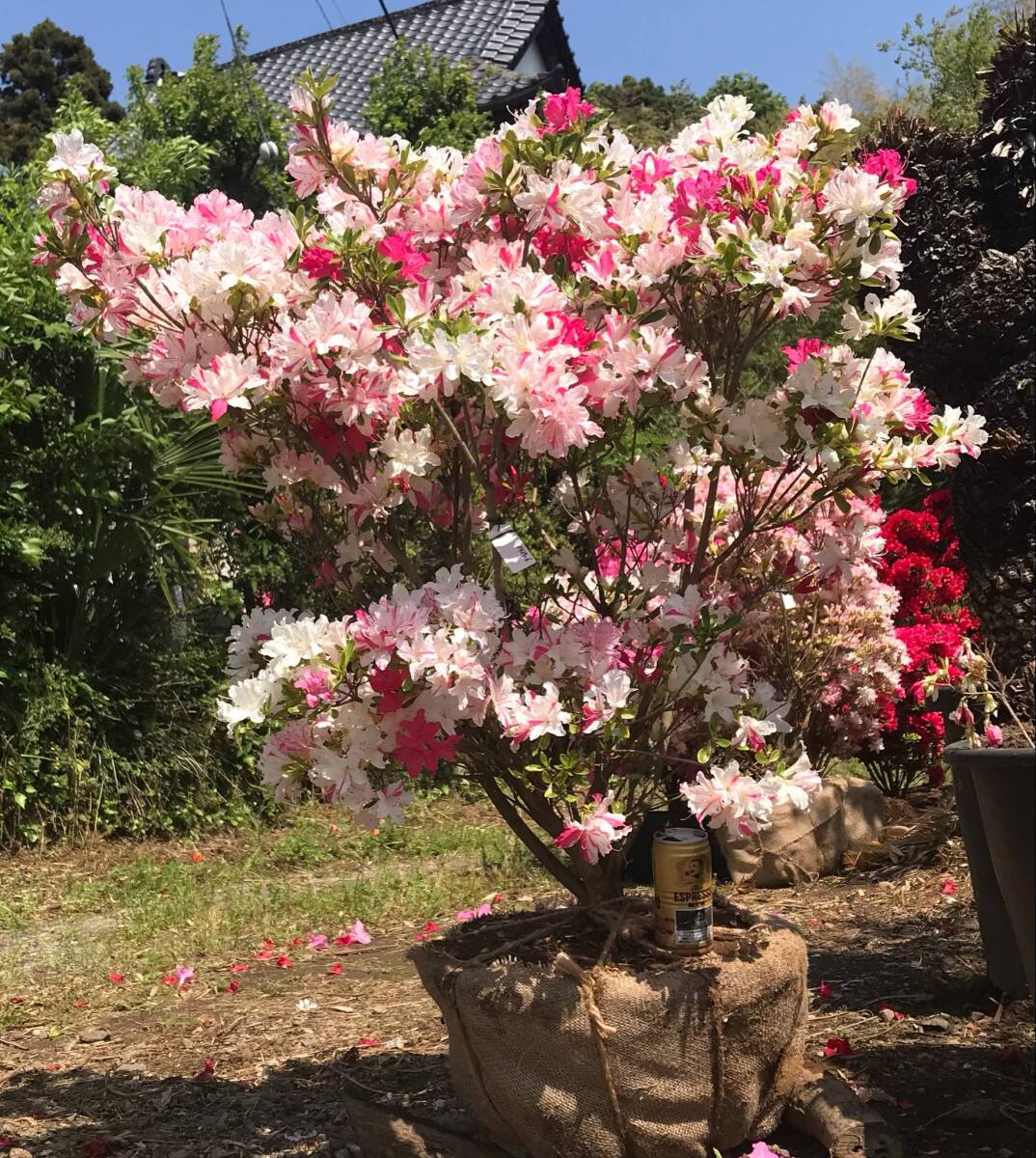 Yahoo!オークション - 美人 躑躅 常夏 限定 0427の6