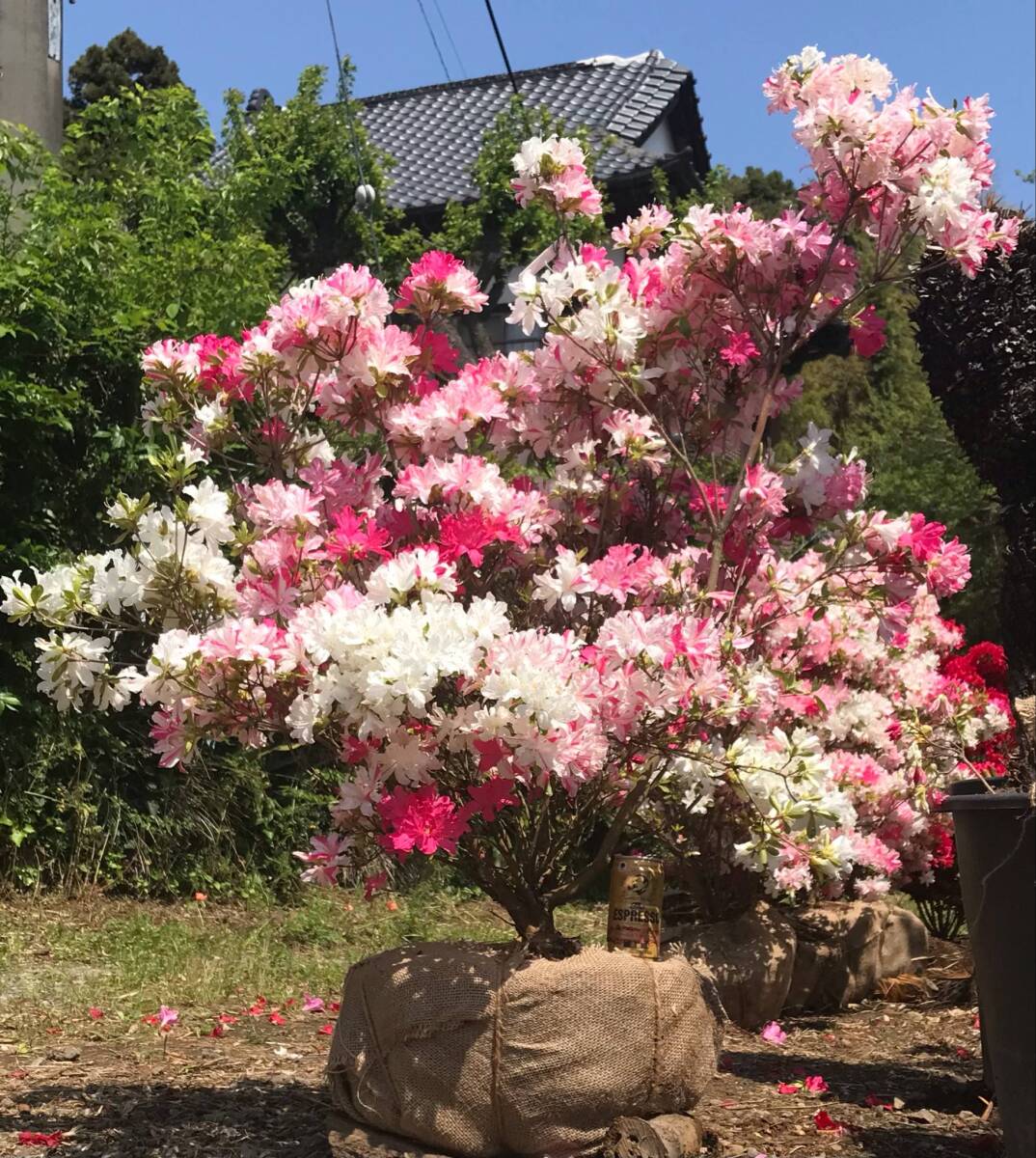 Yahoo!オークション - 美人 躑躅 常夏 限定 0427の8