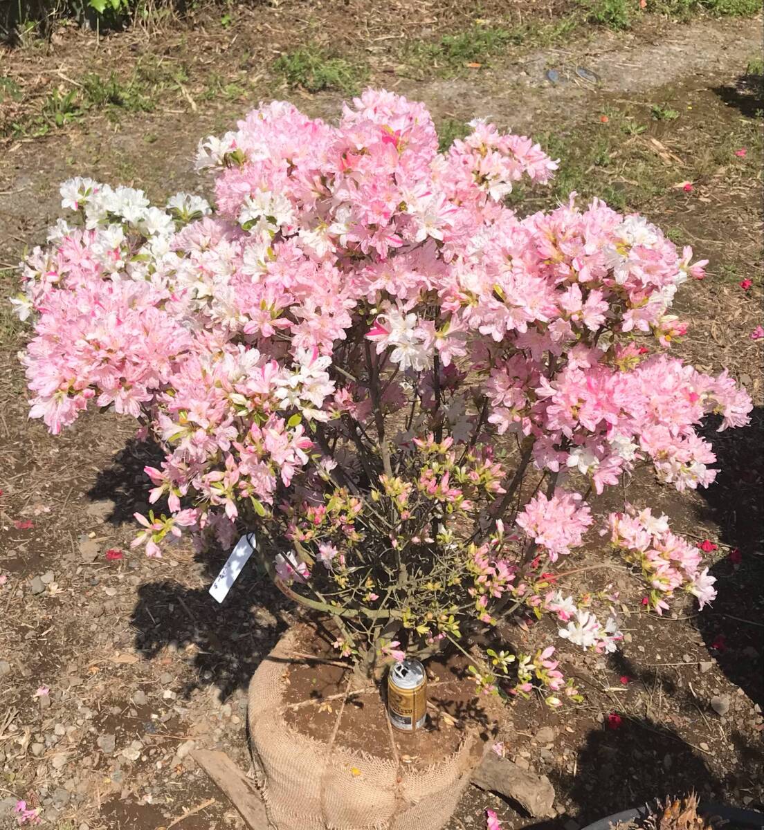 Yahoo!オークション - 美人 躑躅 常夏 限定 0427の5