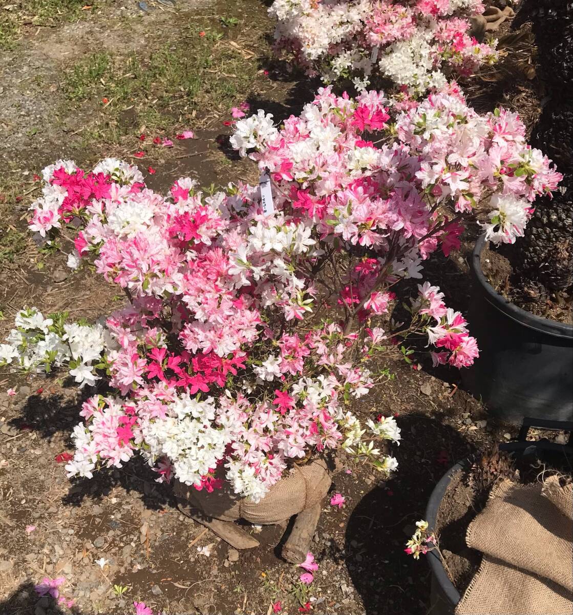 Yahoo!オークション - 美人 躑躅 常夏 限定 0427の8