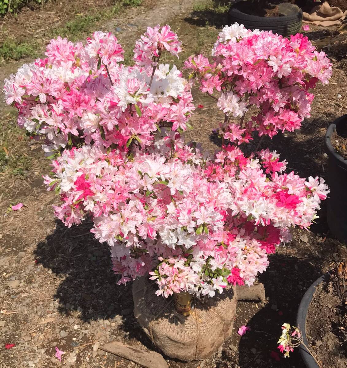 Yahoo!オークション - 美人 躑躅 常夏 限定 0427の4