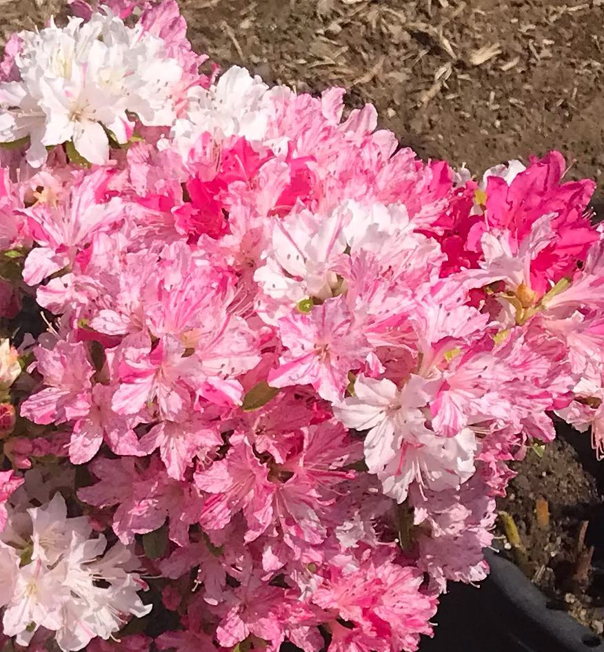 Yahoo!オークション - 美人 躑躅 常夏 限定 0427の4