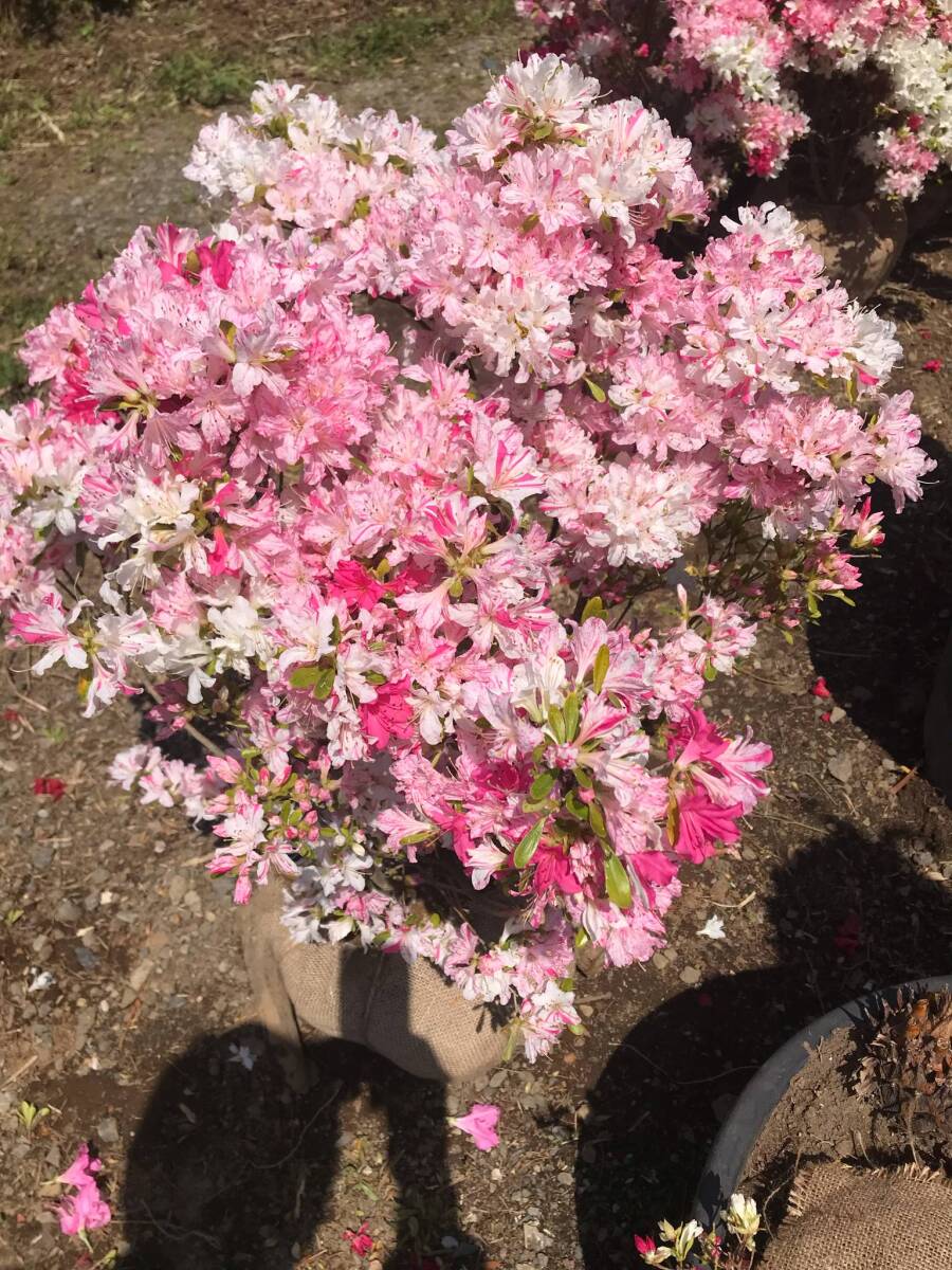 Yahoo!オークション - 美人 躑躅 常夏 限定 0427の12