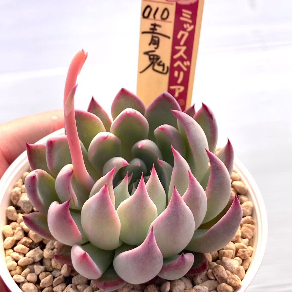 極上苗】ミックスベリア 青鬼 多肉植物 おらいさん 自家繁殖苗 極上苗】ミックスベリア 青鬼 多肉植物 おらいさん 自家繁殖苗