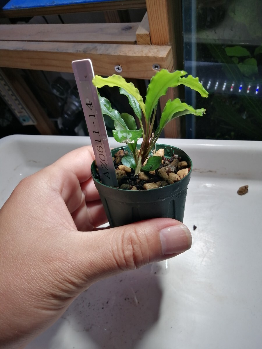 Yahoo!オークション - Bucephalandra sp Bukit Kulim Utara 黄緑 AZ061...