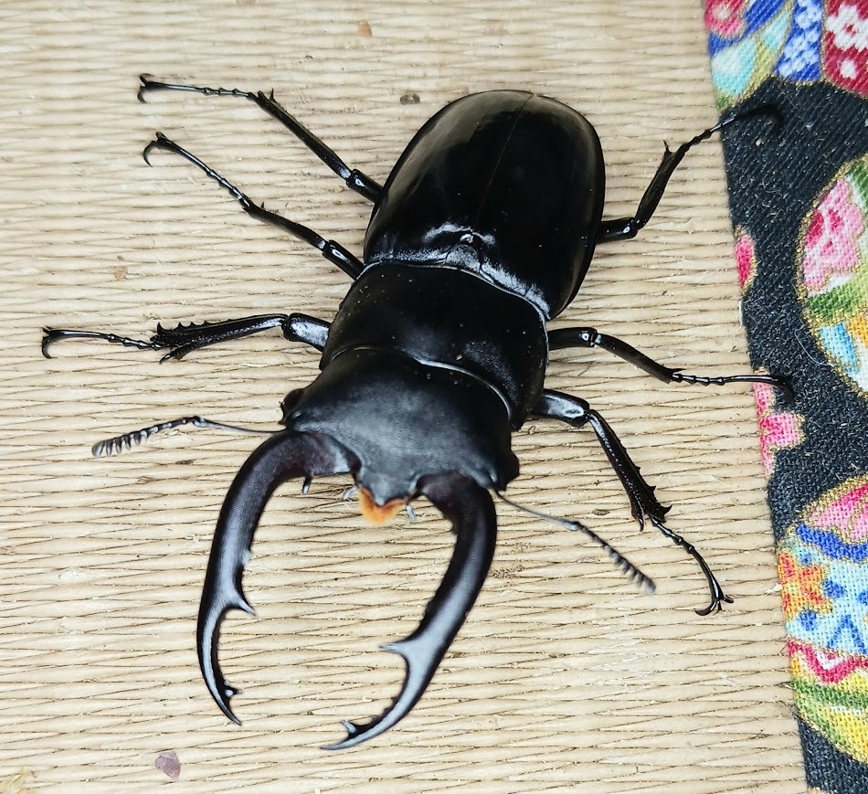 Yahoo!オークション - U065 ムニスゼッチフタマタクワガタ ペア