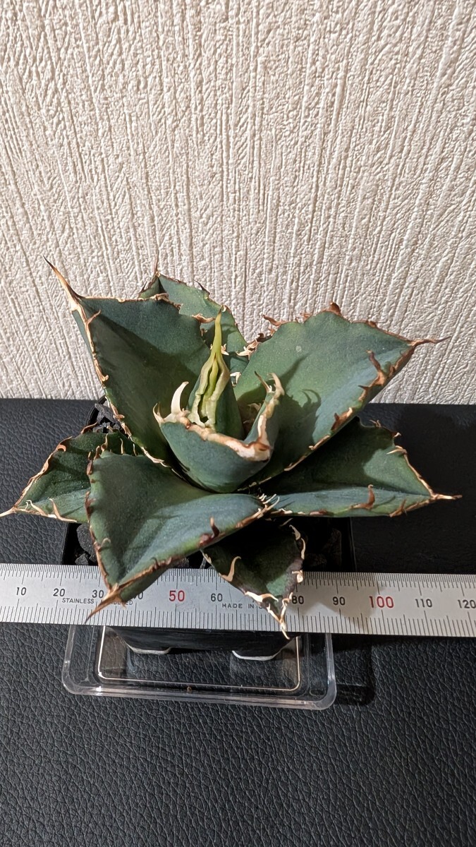 Yahoo!オークション - アガベチタノタ白鯨(Lize産)子株