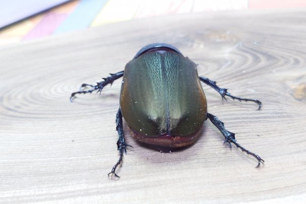 Yahoo!オークション - TTBL №JW9 ジャワコーカサスオオカブト【新成...