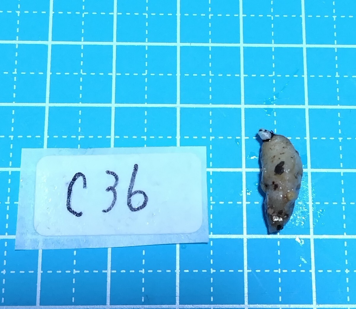 Yahoo!オークション - ウチョウラン 舞鶴斑入り C36