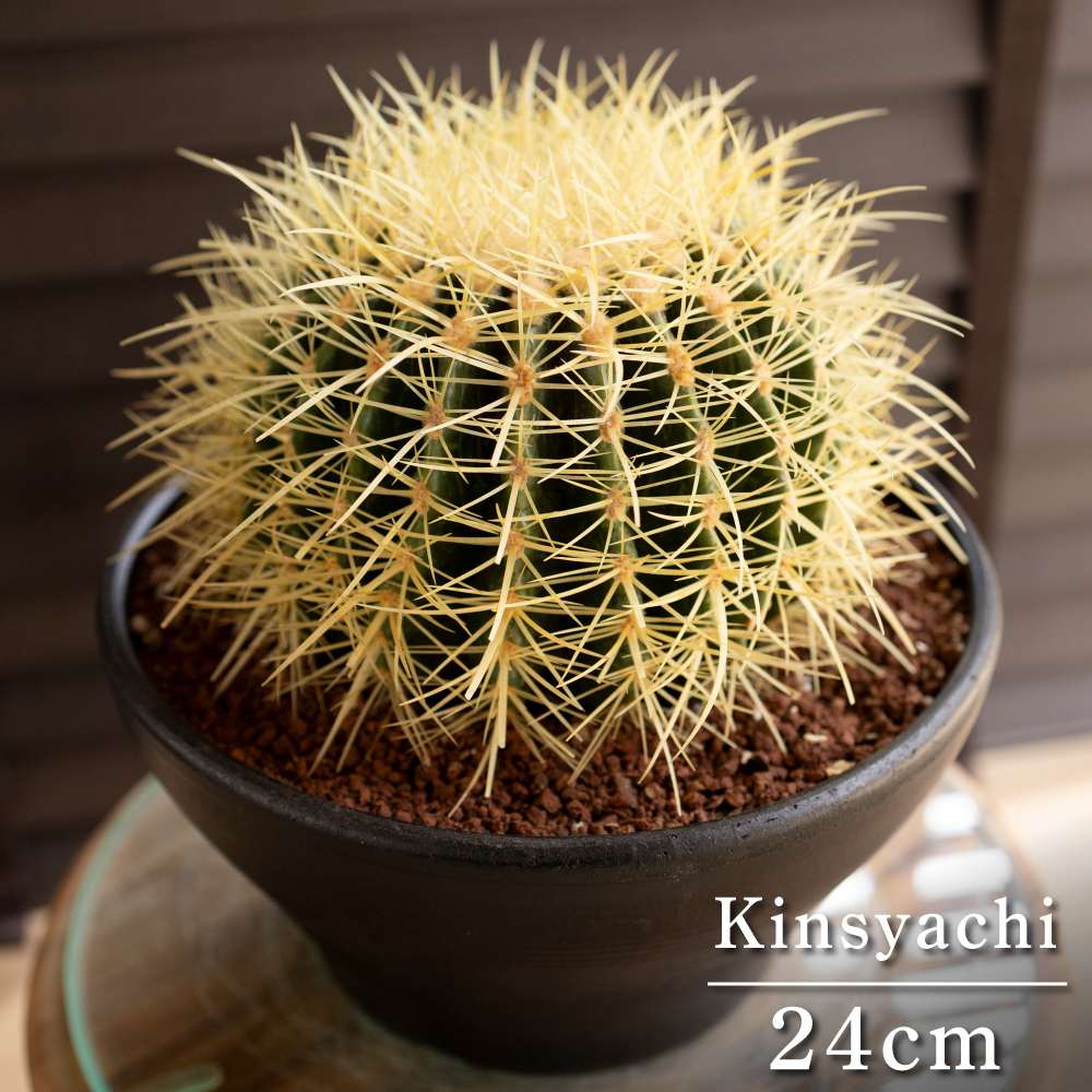 発根済】24cm 金鯱 サボテン 8号 ドライガーデン 金シャチ 発根済】24cm 金鯱 サボテン 8号 ドライガーデン 金シャチ
