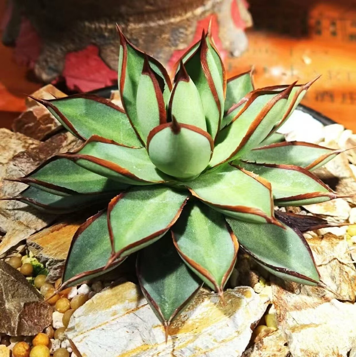 Yahoo!オークション - Lj_plants Z35 国内の先発新種 多肉植物 アガベ...