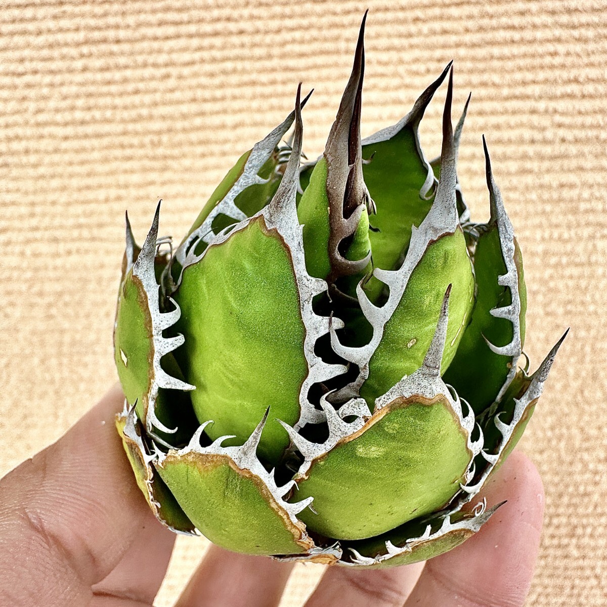 Yahoo!オークション - Lj_plants Z83 激レア高級品種 多肉植物アガベ ...