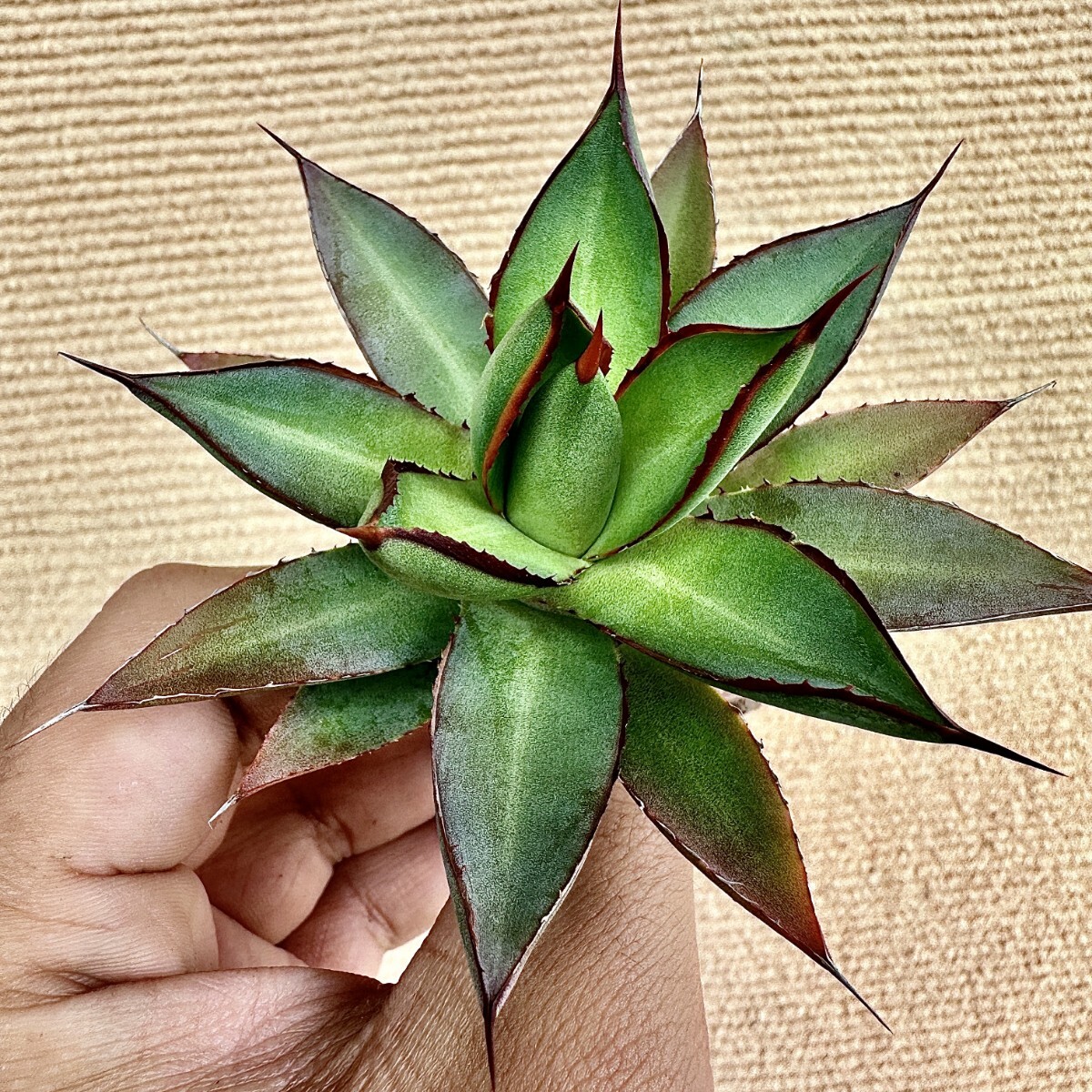 Yahoo!オークション - Lj_plants Z35 国内の先発新種 多肉植物 アガベ...