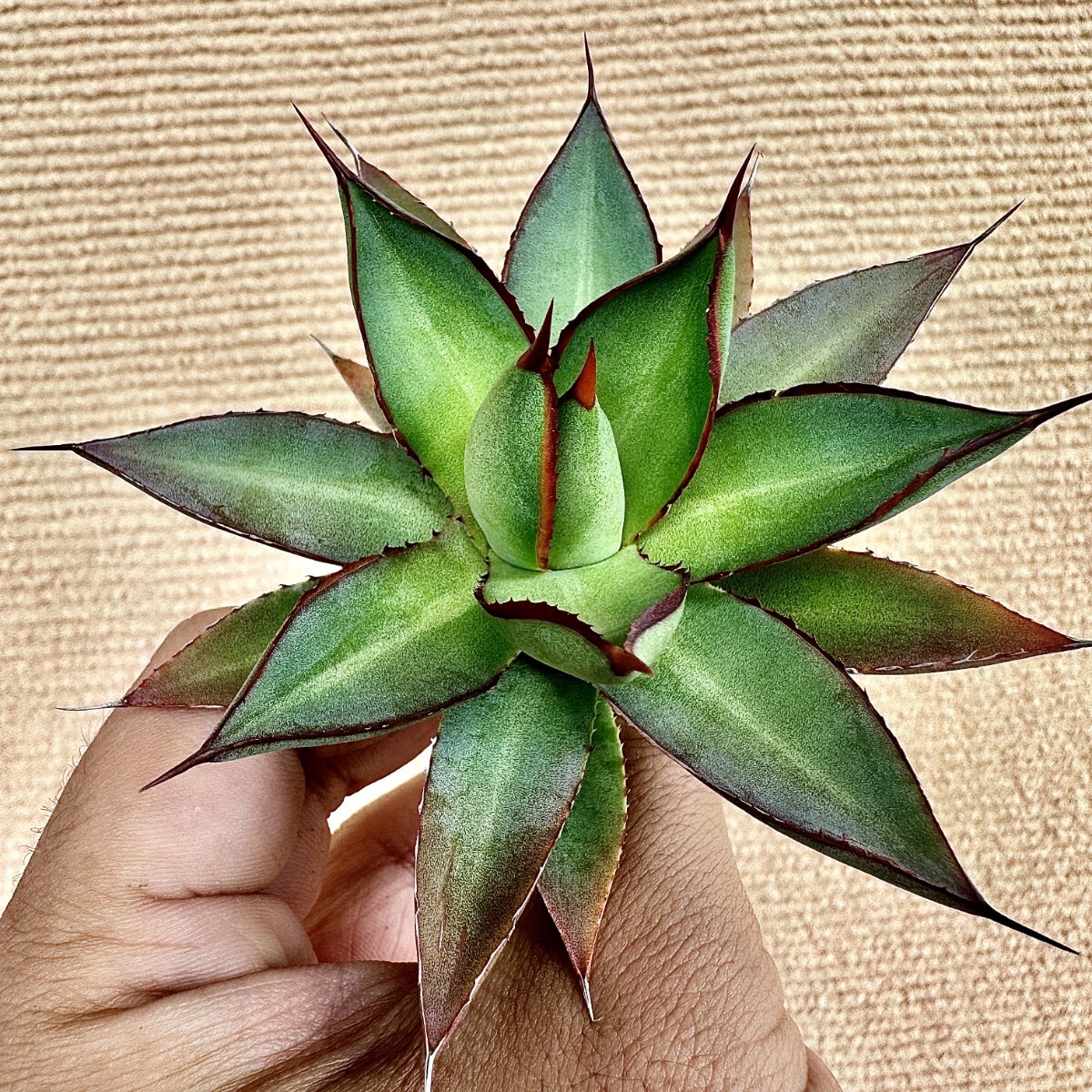 Yahoo!オークション - Lj_plants Z35 国内の先発新種 多肉植物 アガベ...