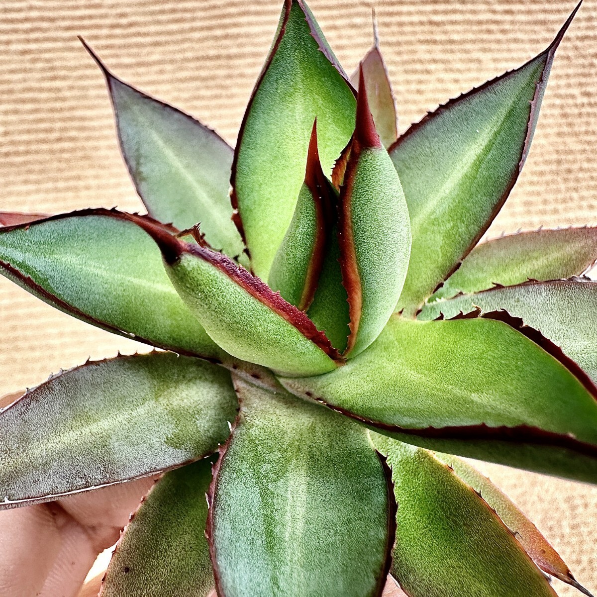 Yahoo!オークション - Lj_plants Z35 国内の先発新種 多肉植物 アガベ...