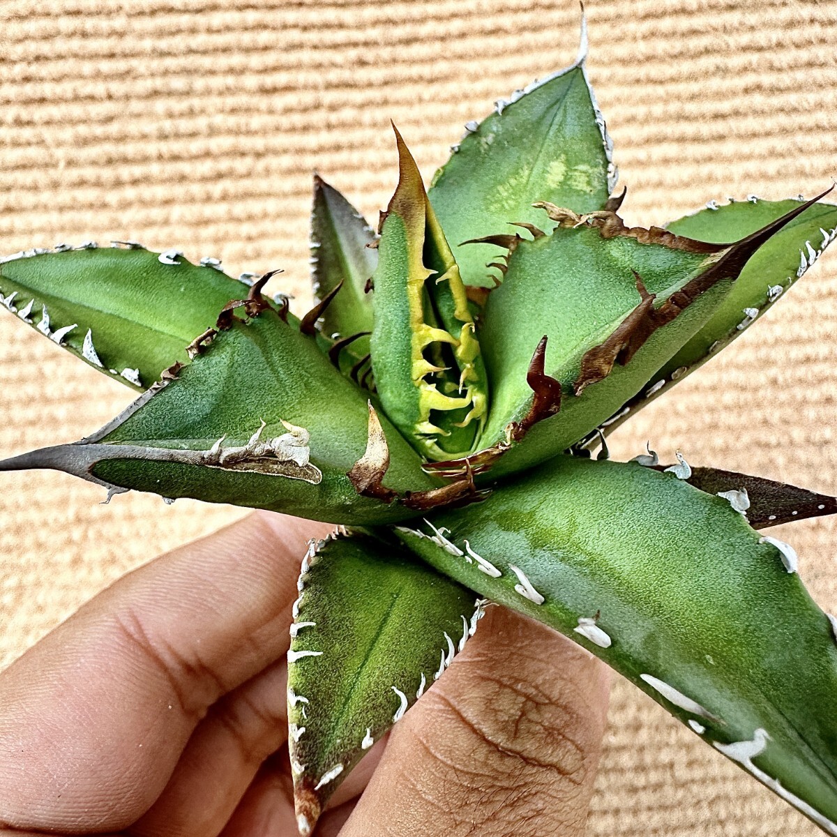 Yahoo!オークション - Lj_plants Z47 アガベ チタノタ オテロイ 実生株...