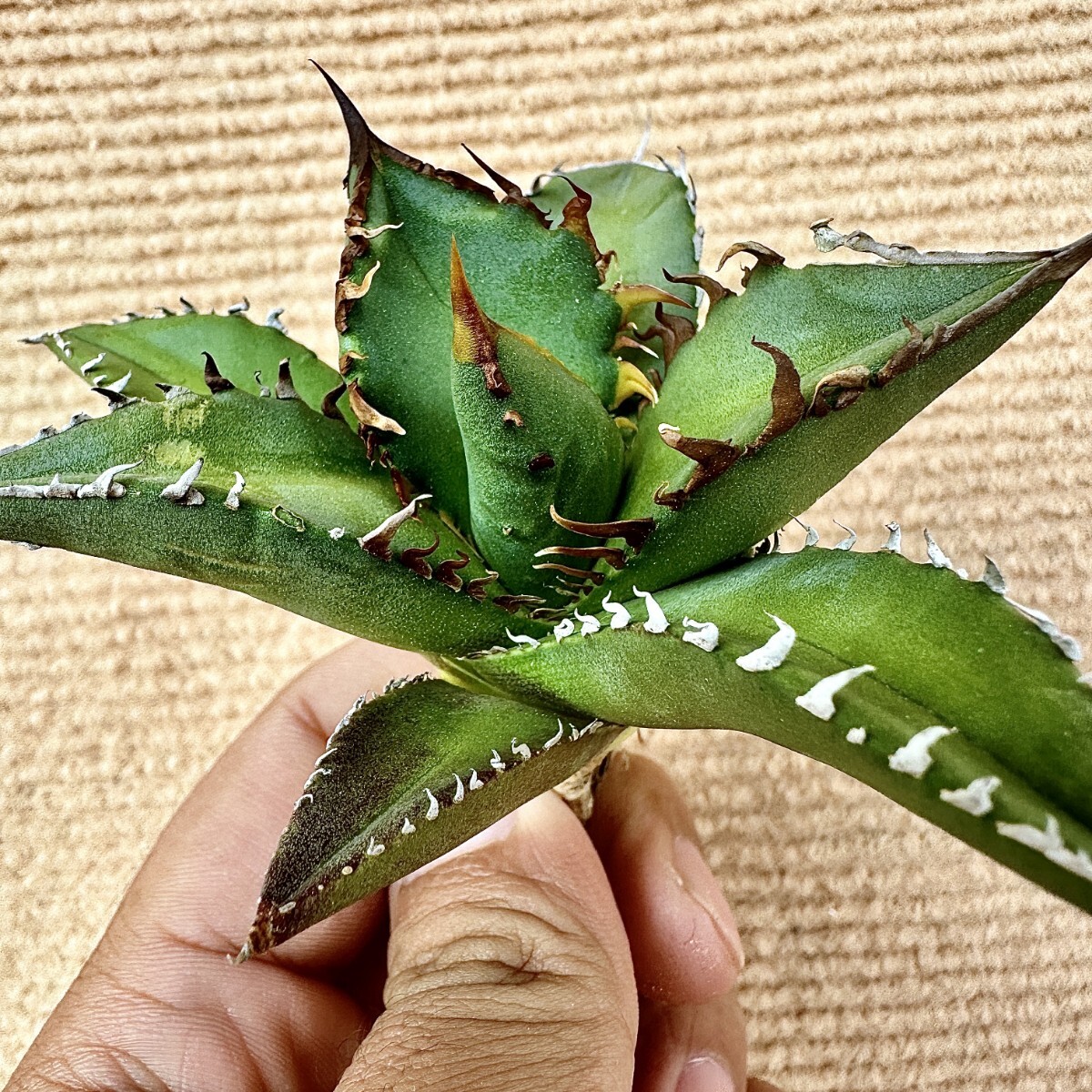 Lj_plants Z47 アガベ チタノタ オテロイ 実生株 Agave oteroi 密棘鋸歯 陽炎狂刺 裏棘 極美極上株(アガベ)｜売買されたオークション情報、yahooの商品情報を ...
