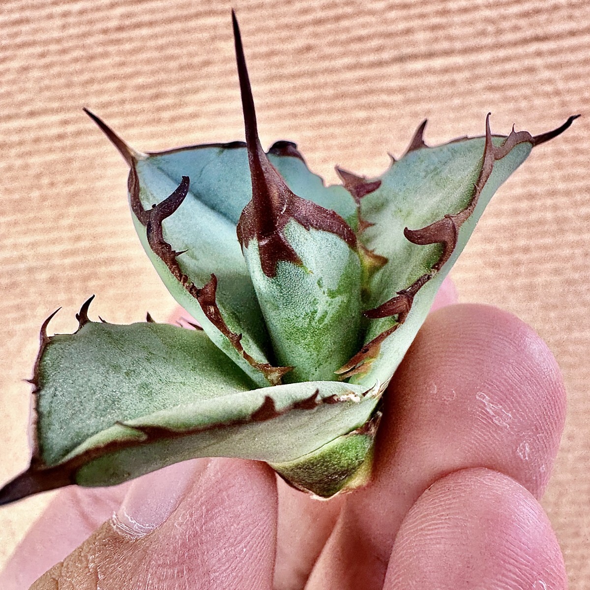 Yahoo!オークション - Lj_plants Z67 株を厳選 高級品種 アガベ チタノ...