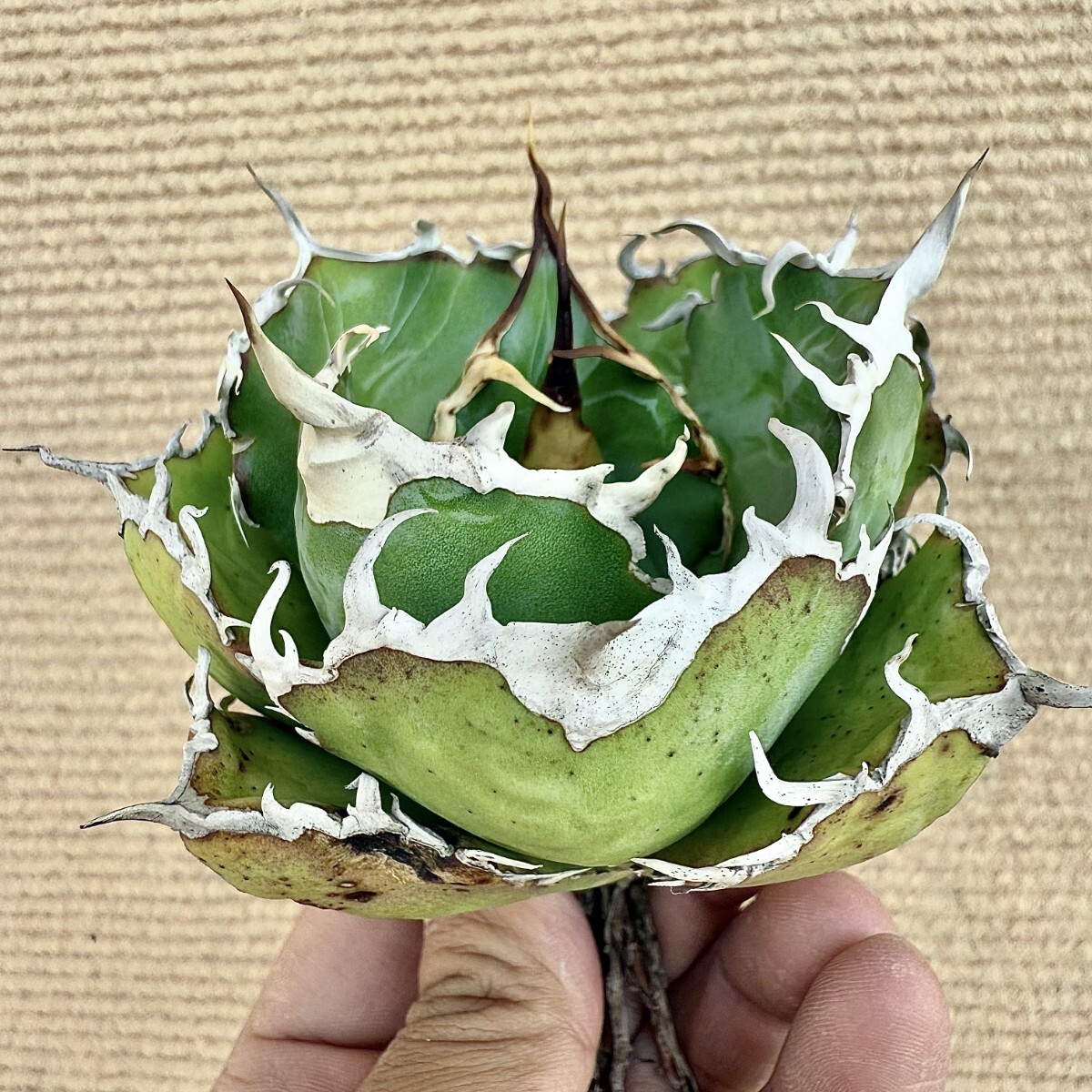 Yahoo!オークション - Lj_plants Z229 激レア高級品種 アガベ チタノ...