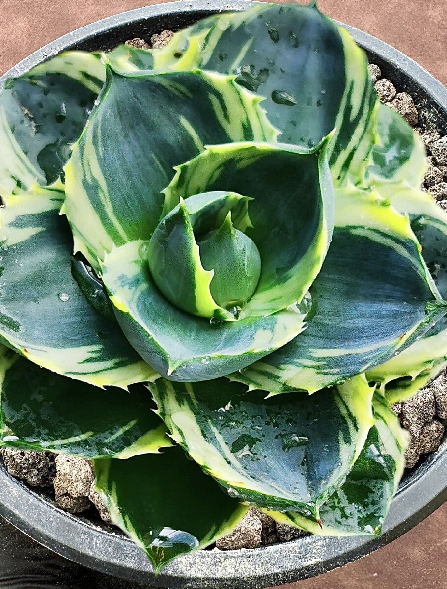 Yahoo!オークション - Lj_plants Z19 アガベ ブルーグロー 極姫錦 極選...