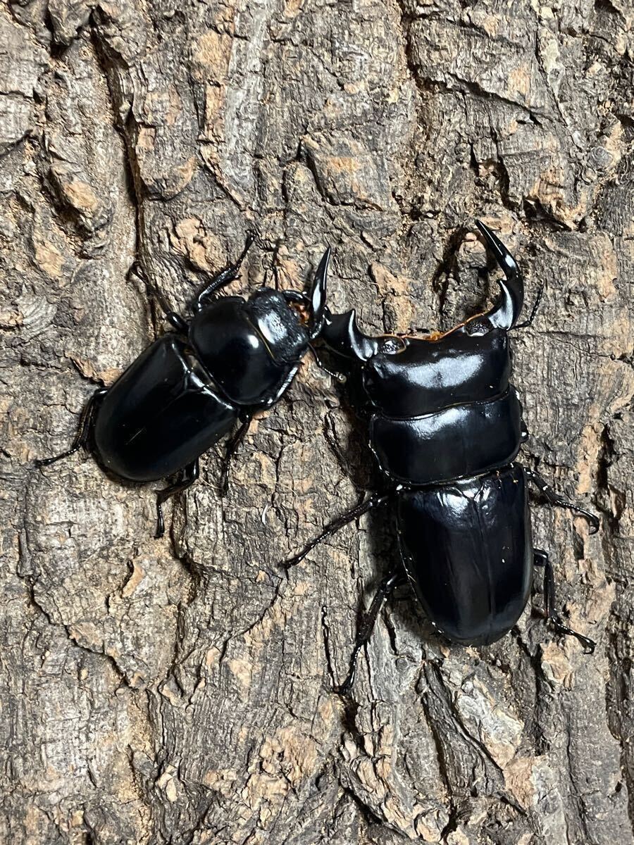 Yahoo!オークション - インドアンタエウス アルガーラ WF2ペア+B品♀ ...