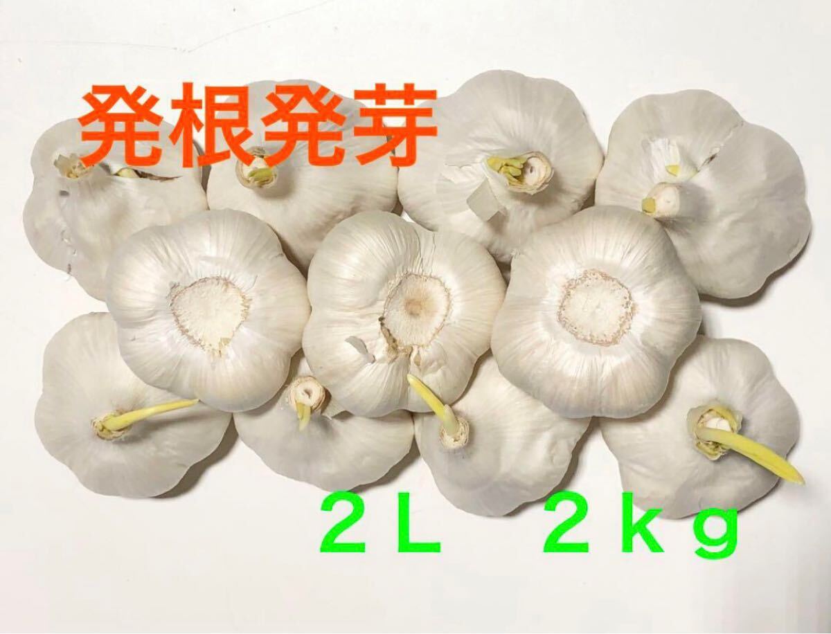 Yahoo!オークション - 青森県産 にんにく 2L 2kg 発芽にんにく
