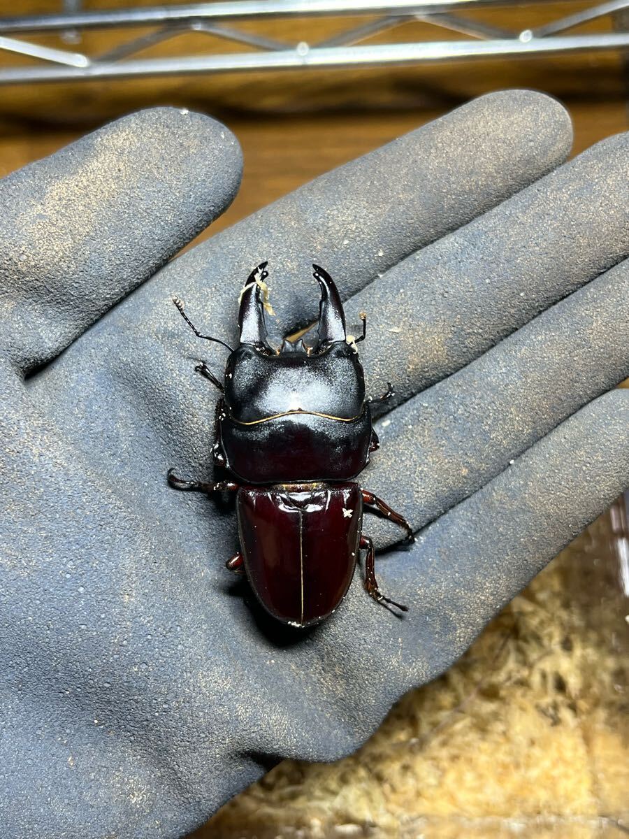 Yahoo!オークション - デタニヒラタ♂単 WF2 54㎜ (検索用)ヒラタクワ...