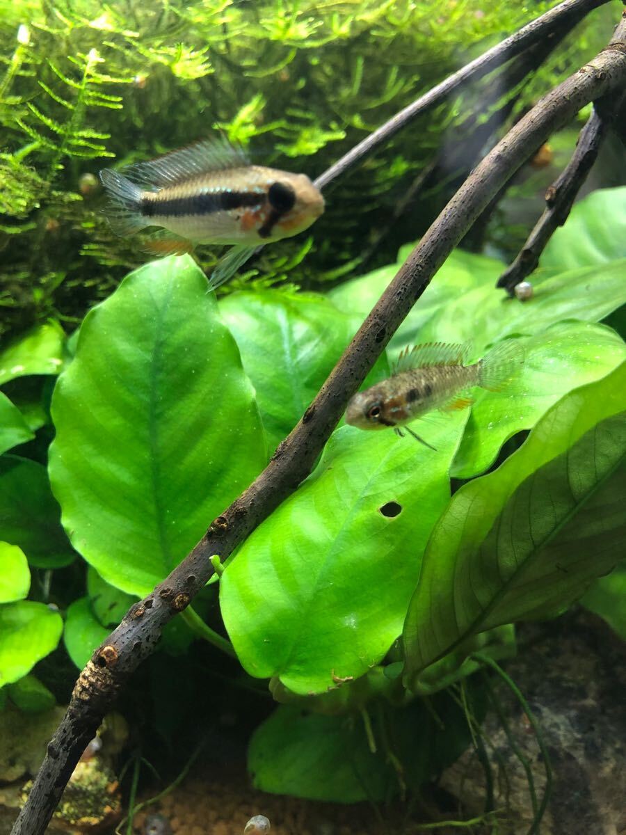 Yahoo!オークション - アピストグラマ エリザベサエ 1pr