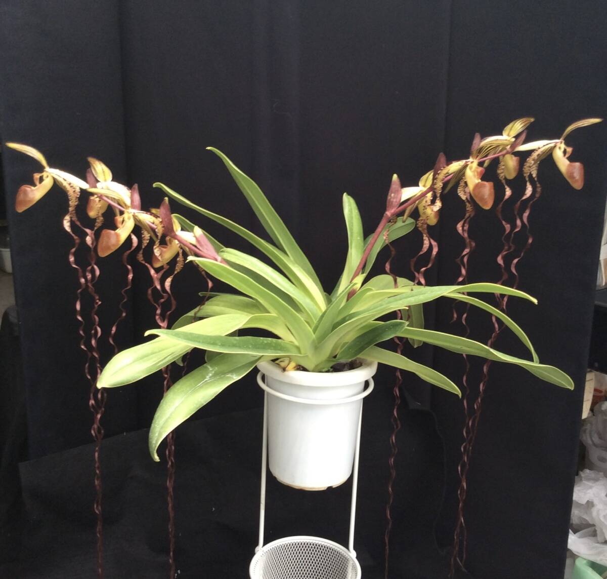 Yahoo!オークション - No.1764 Paph.sanderianum x sib. フラスコ苗 パ...