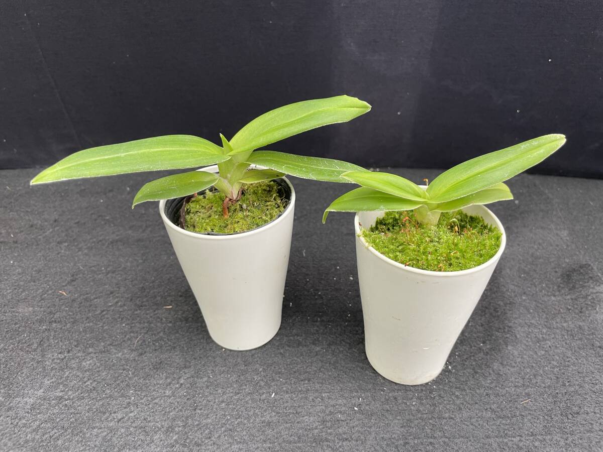 Yahoo!オークション - No.1698 Phrag.Fritz Schomburg’Yashima’x sel...