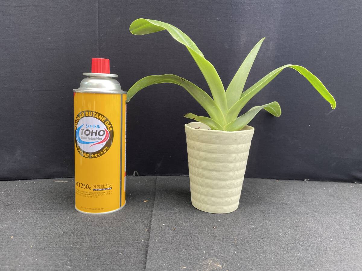 Yahoo!オークション - No.1752 Paph.philippinense ‘Yashima’ x Paph...