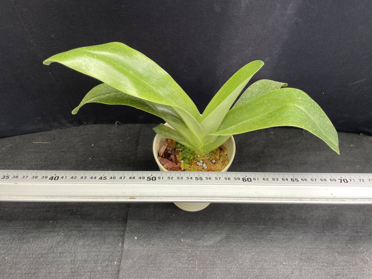 Yahoo!オークション - No.1752 Paph.philippinense ‘Yashima’ x Paph...