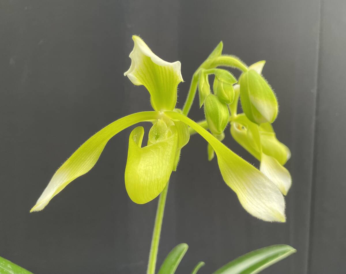 Yahoo!オークション - No.1789 Paph.haynaldianum f.album x self 苗 ...