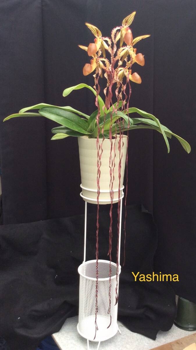 Yahoo!オークション - No.1764 Paph.sanderianum x sib. フラスコ苗 パ...