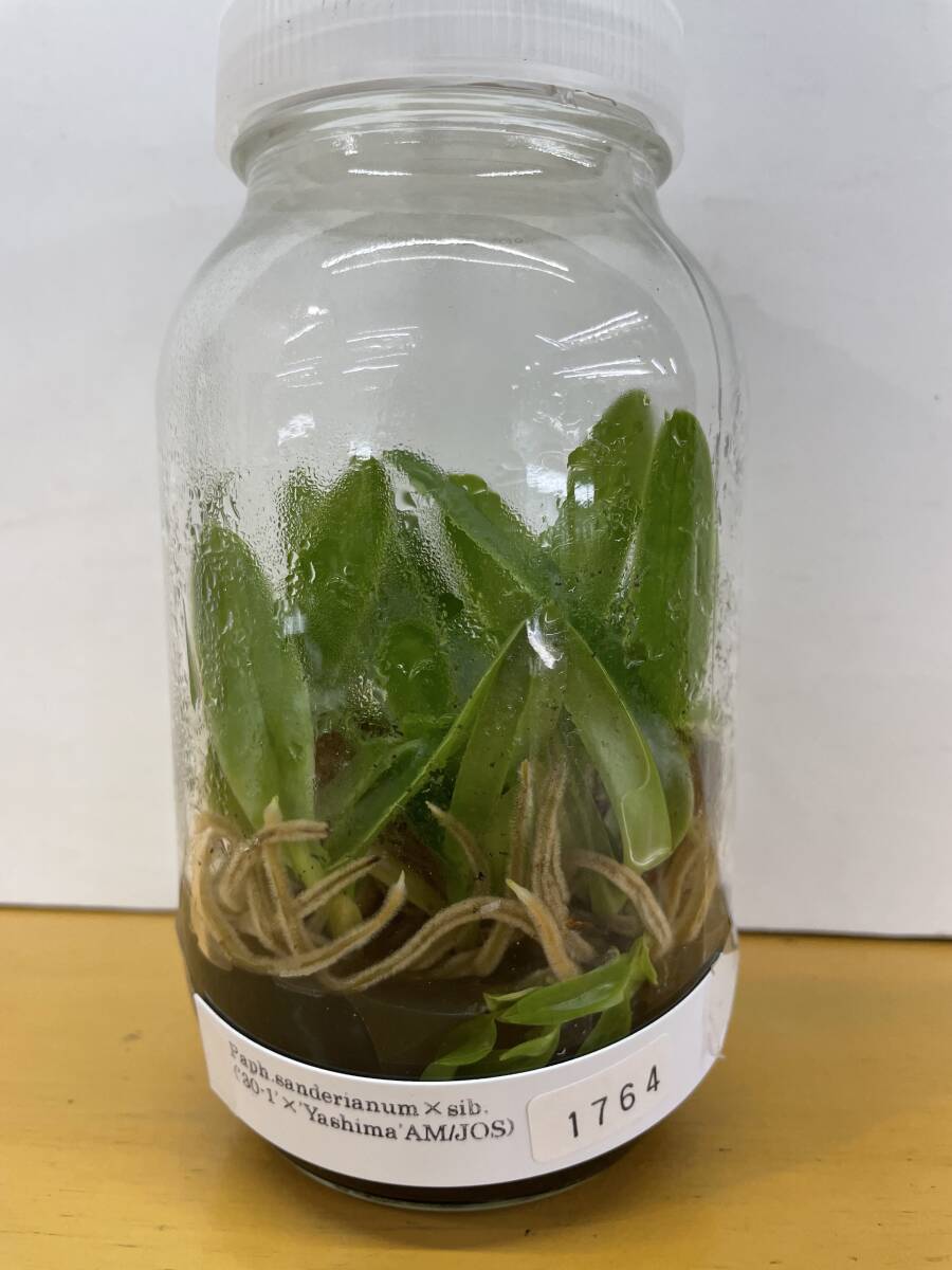 Yahoo!オークション - No.1764 Paph.sanderianum x sib. フラスコ苗 パ...