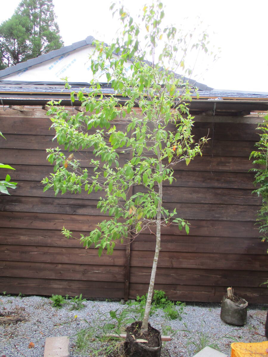 Yahoo!オークション - 激安祭 6/30迄 15000円→8000円 超自然樹形 蕾付...