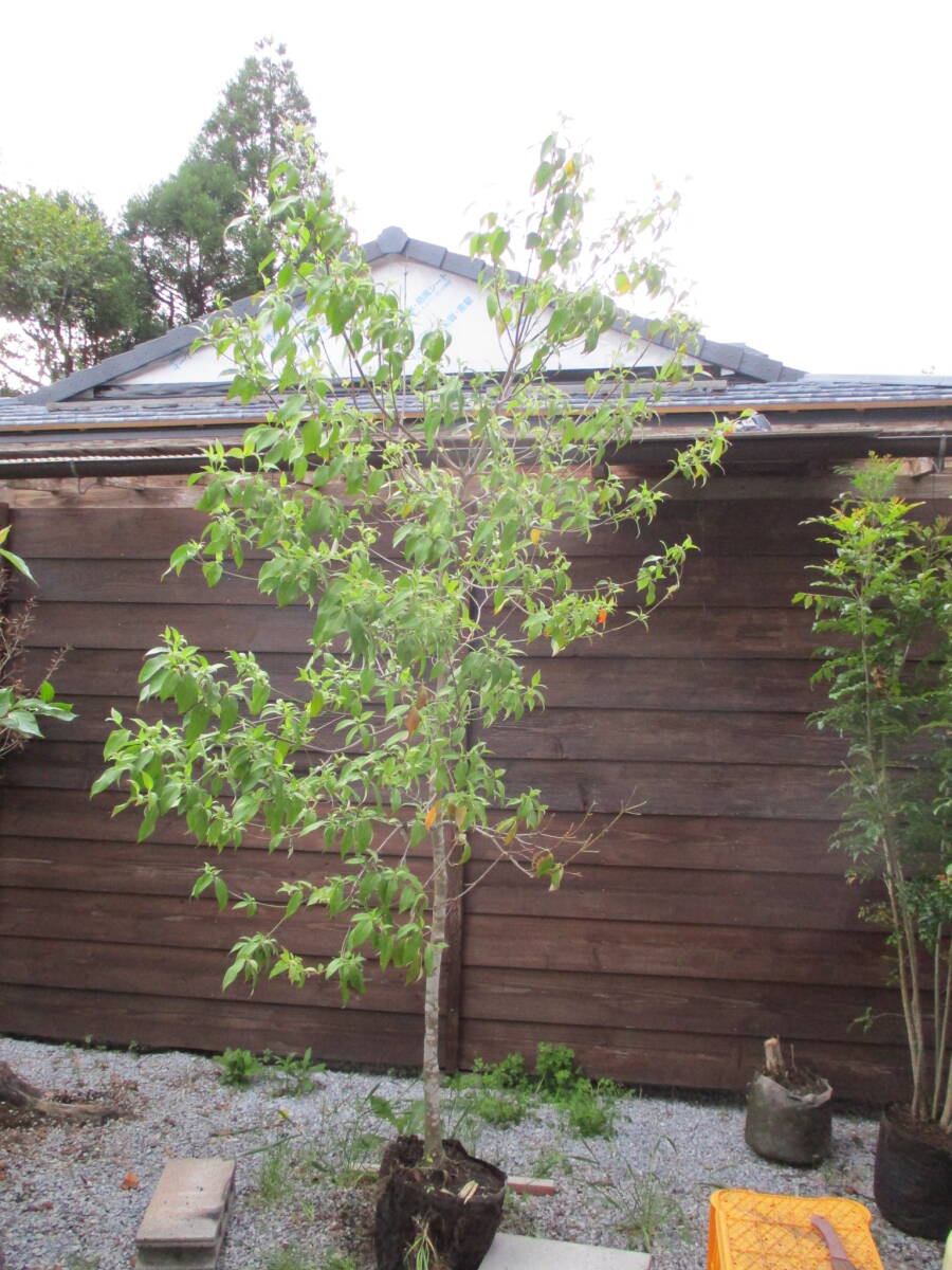 Yahoo!オークション - 激安祭 6/30迄 15000円→8000円 超自然樹形 蕾付...