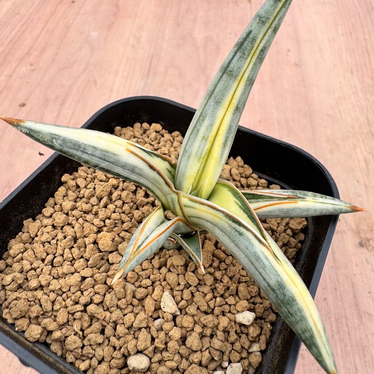 Yahoo!オークション - サボテン・多肉植物 884 サンスベリア Sansevie...