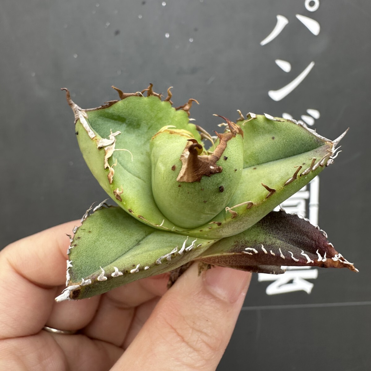 Yahoo!オークション - C23【パンダ園芸】アガベ チタノタ '星空' Starr...