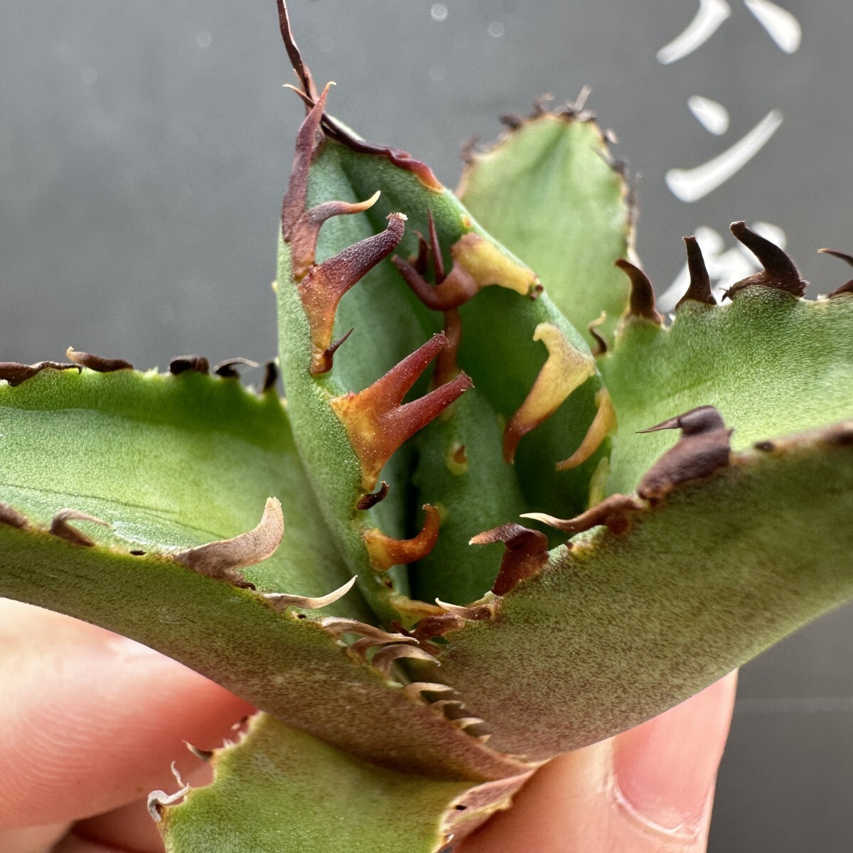 Yahoo!オークション - C53【パンダ園芸】「特選」アガベ チタノタ ブツ...