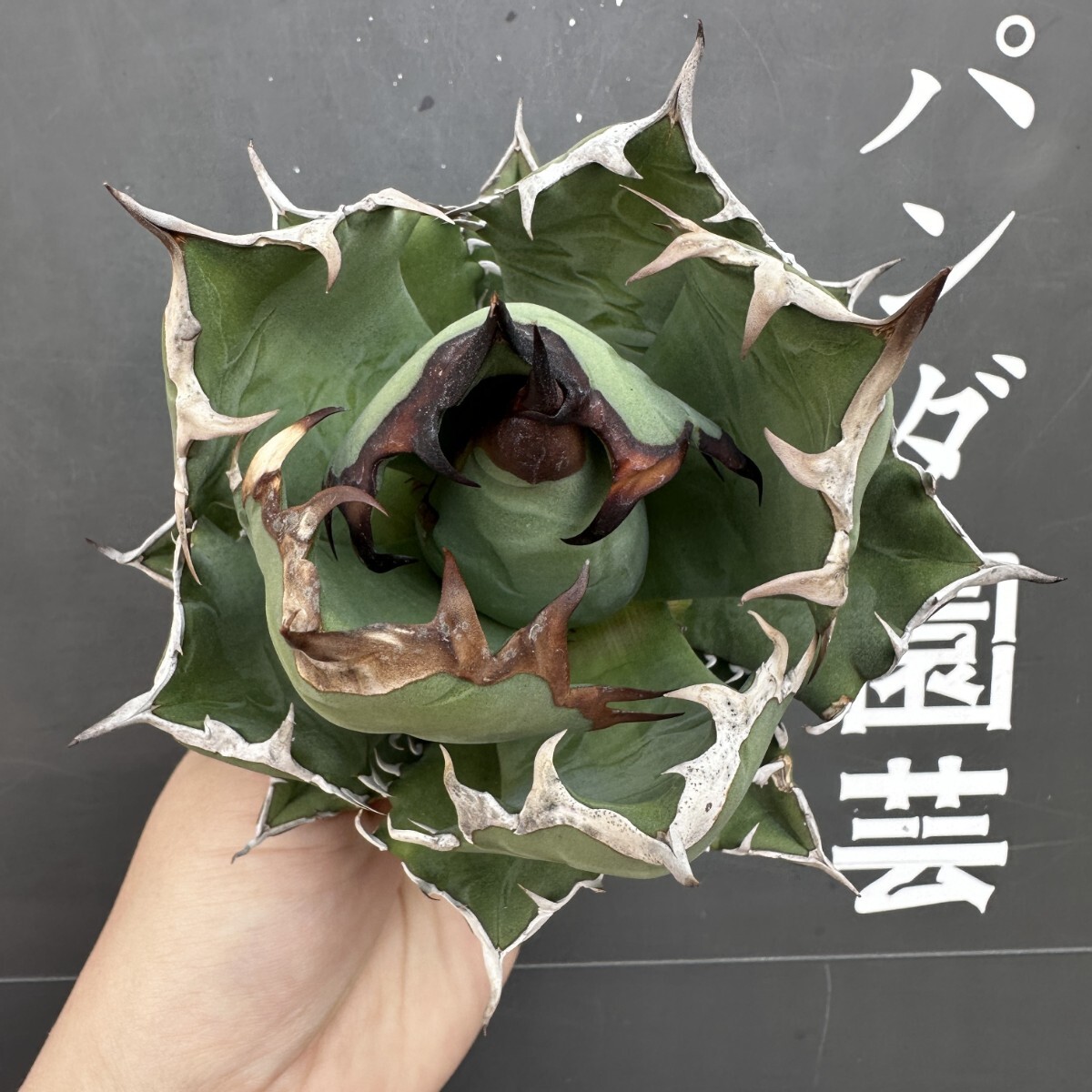 Yahoo!オークション - D77 【パンダ園芸】特選 アガベ チタノタ 姫厳竜...