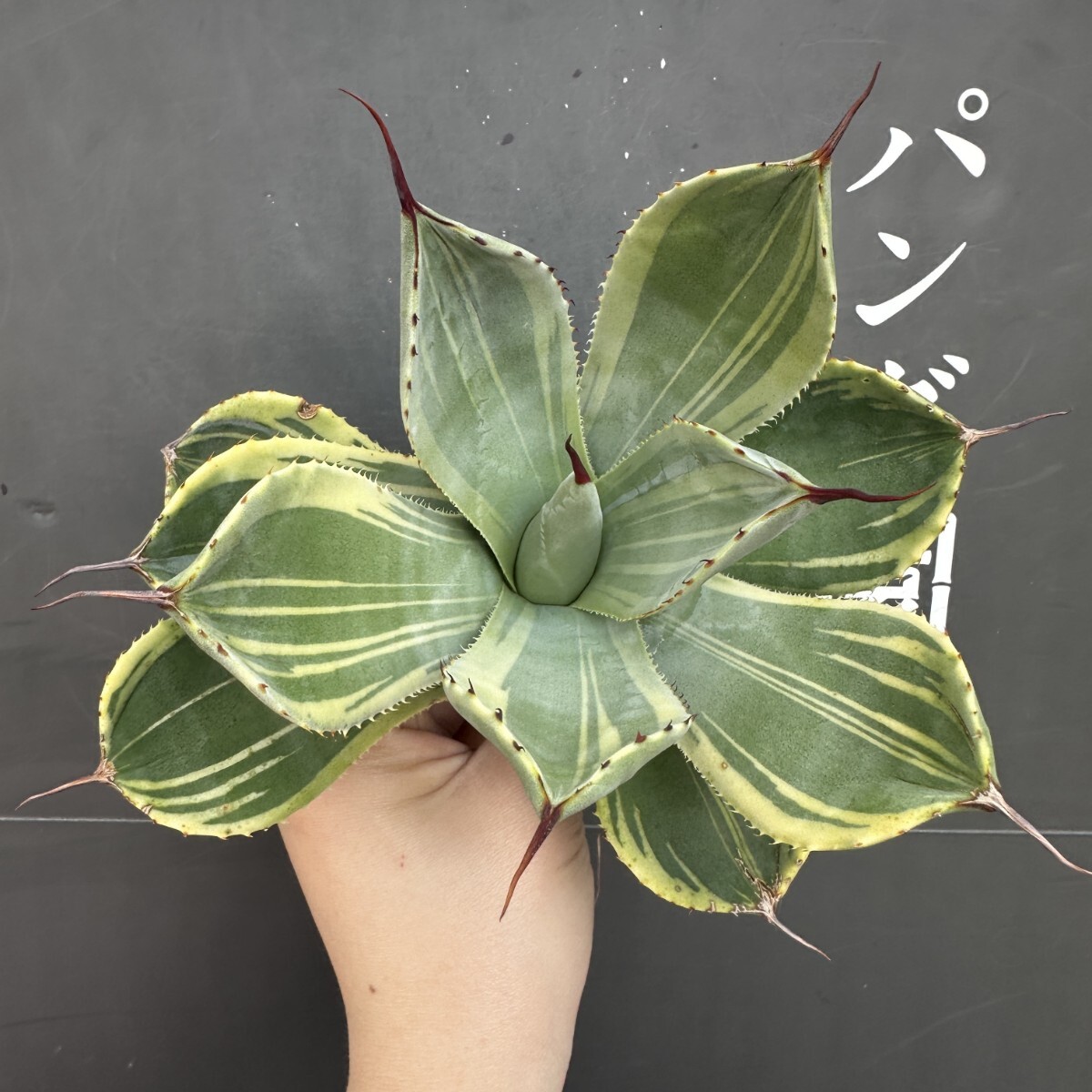 Yahoo!オークション - D84 【パンダ園芸】多肉植物アガベ パリー トラ...